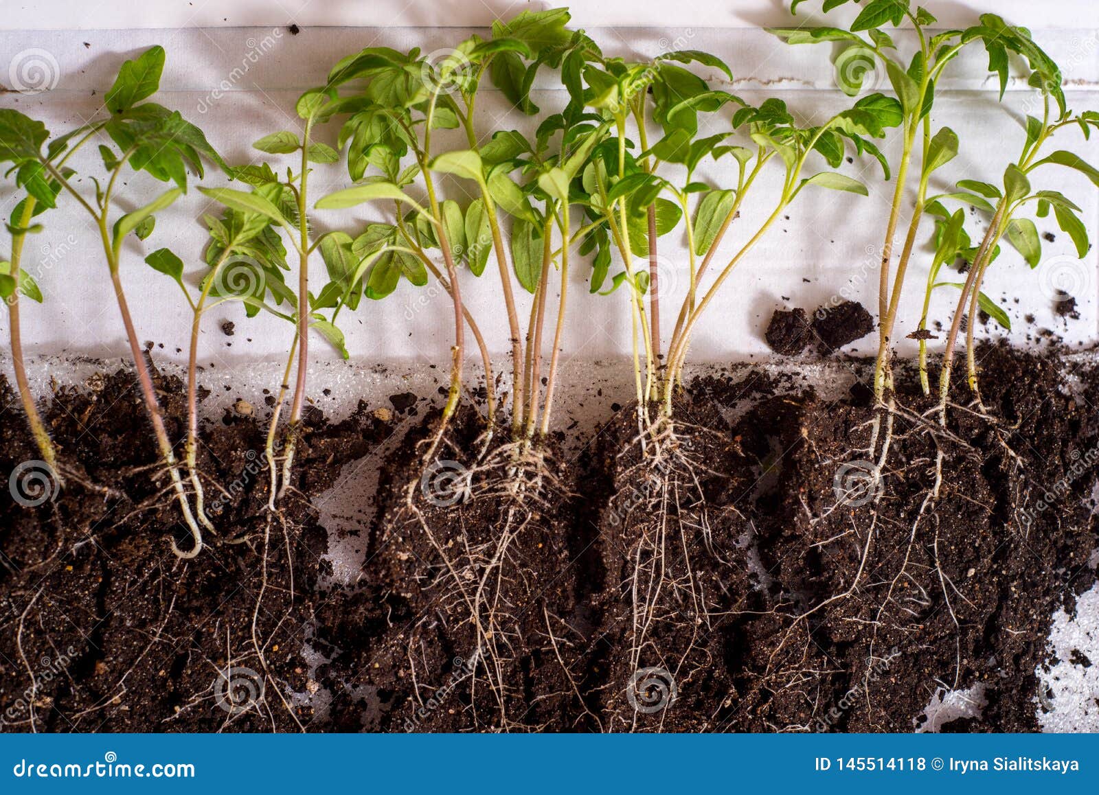 Sequence of Seed Germination on Soil, Evolution Concept Stock Photo ...