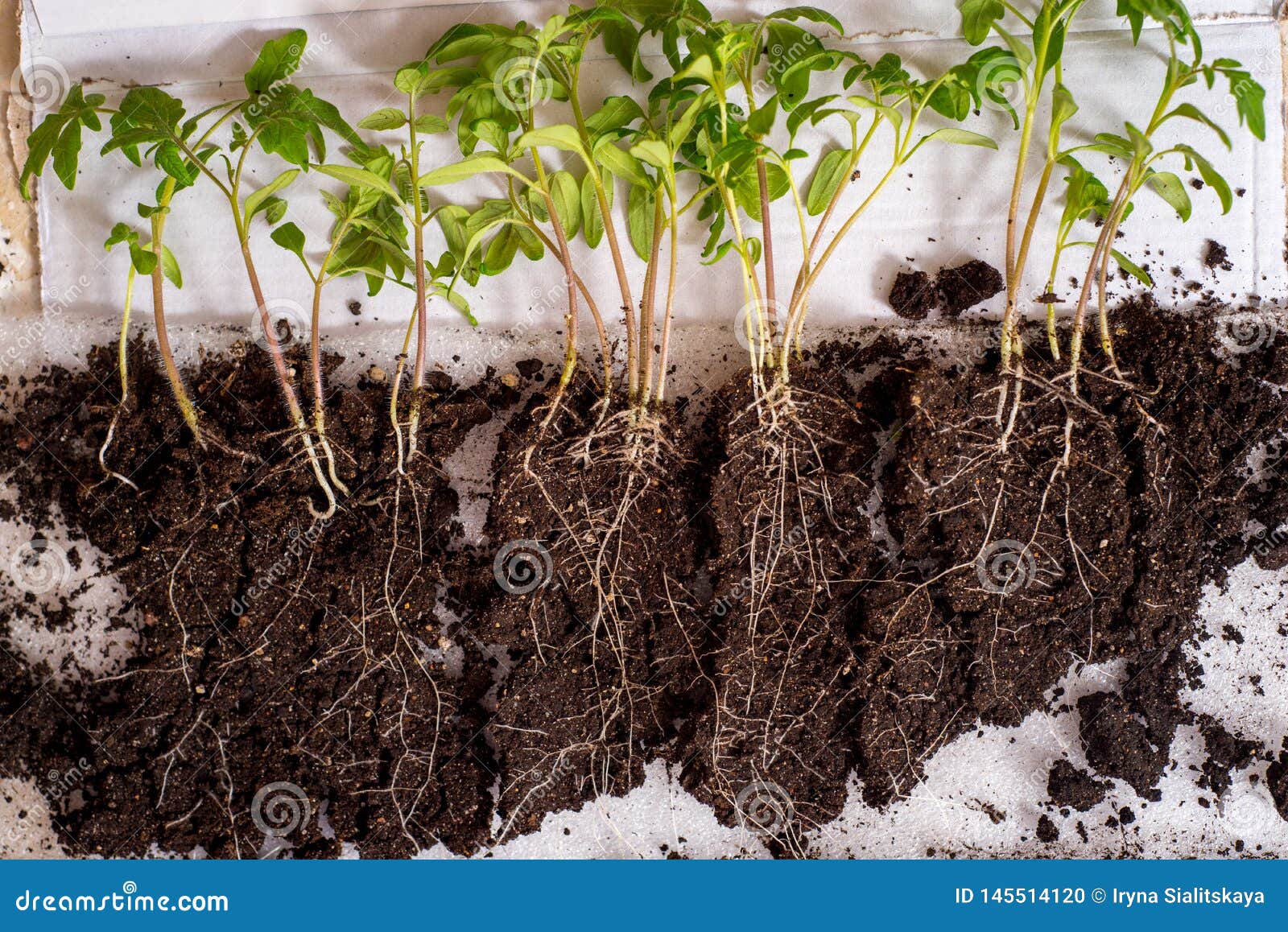 Sequence of Seed Germination on Soil, Evolution Concept Stock Photo ...