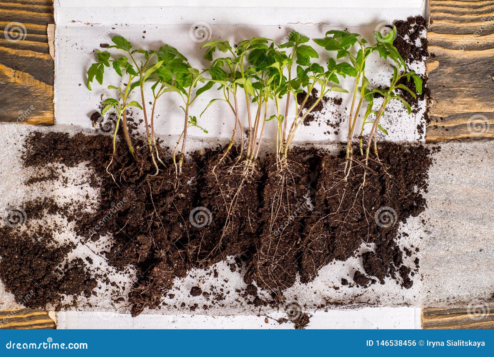 Sequence of Seed Germination on Soil, Evolution Concept Stock Photo ...