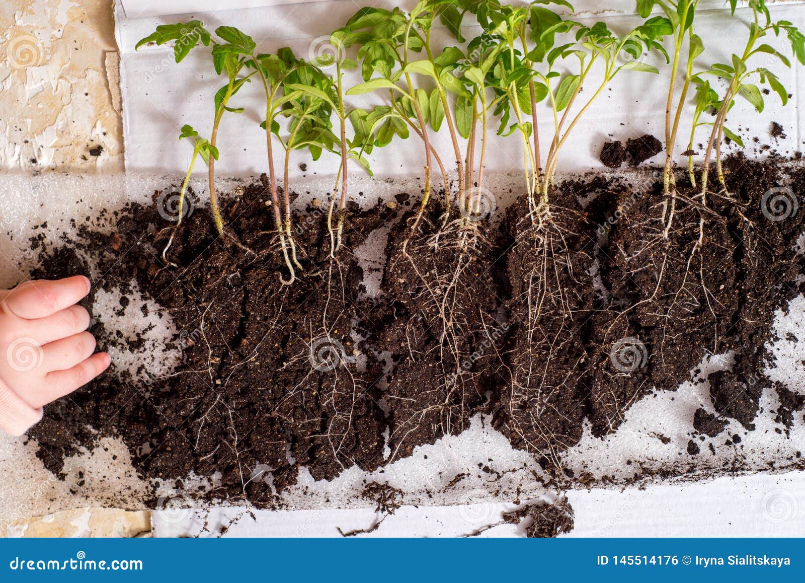 Sequence of Seed Germination on Soil, Evolution Concept Stock Photo ...