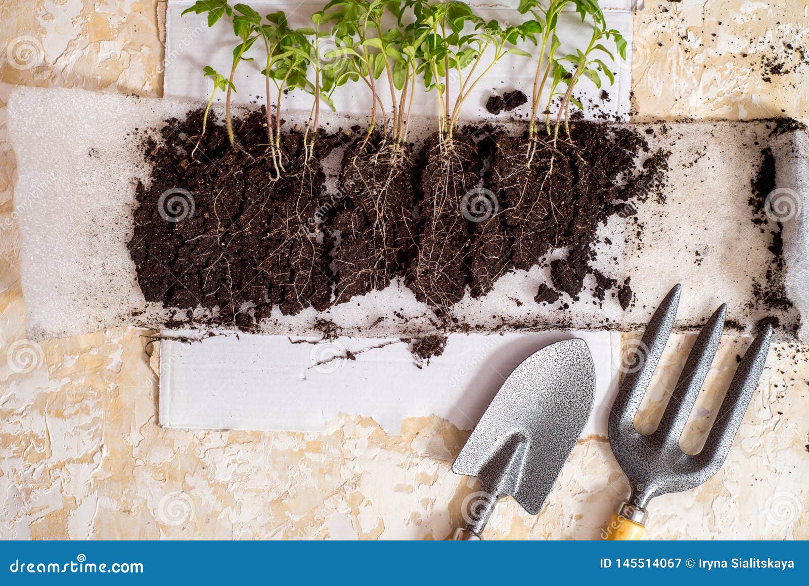 Sequence of Seed Germination on Soil, Evolution Concept Stock Image ...