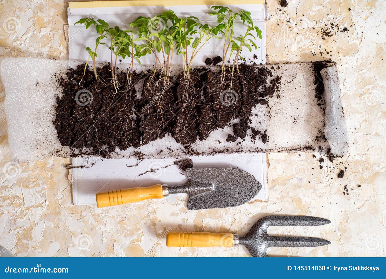 Sequence of Seed Germination on Soil, Evolution Concept Stock Photo ...