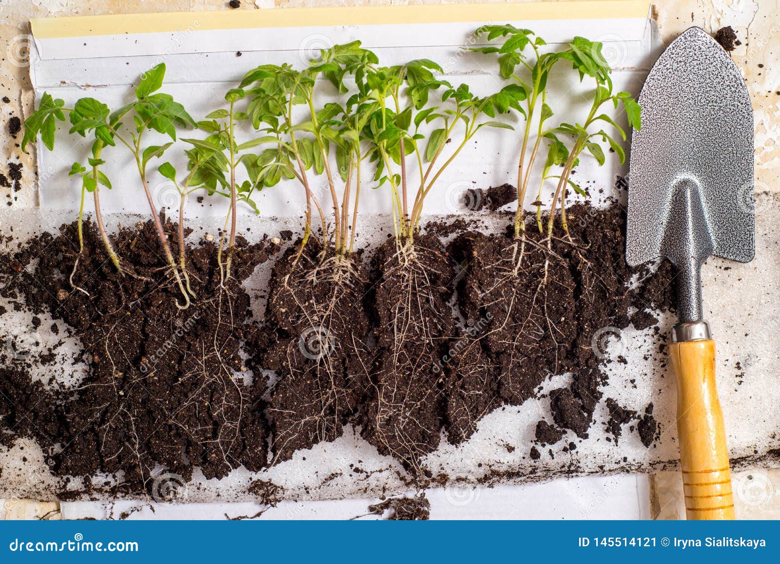 Sequence of Seed Germination on Soil, Evolution Concept Stock Image ...