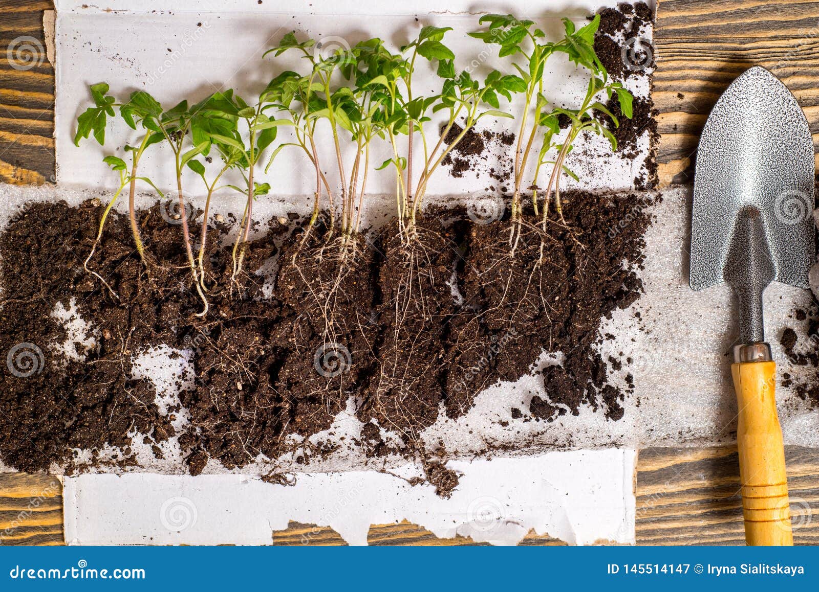 Sequence of Seed Germination on Soil, Evolution Concept Stock Image ...