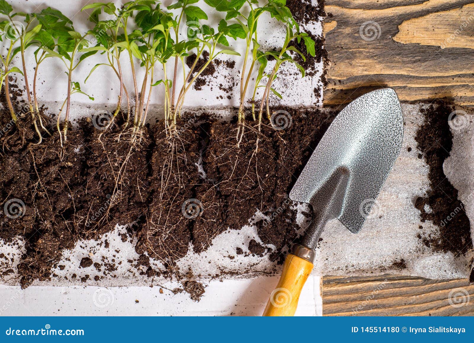 Sequence of Seed Germination on Soil, Evolution Concept Stock Photo ...