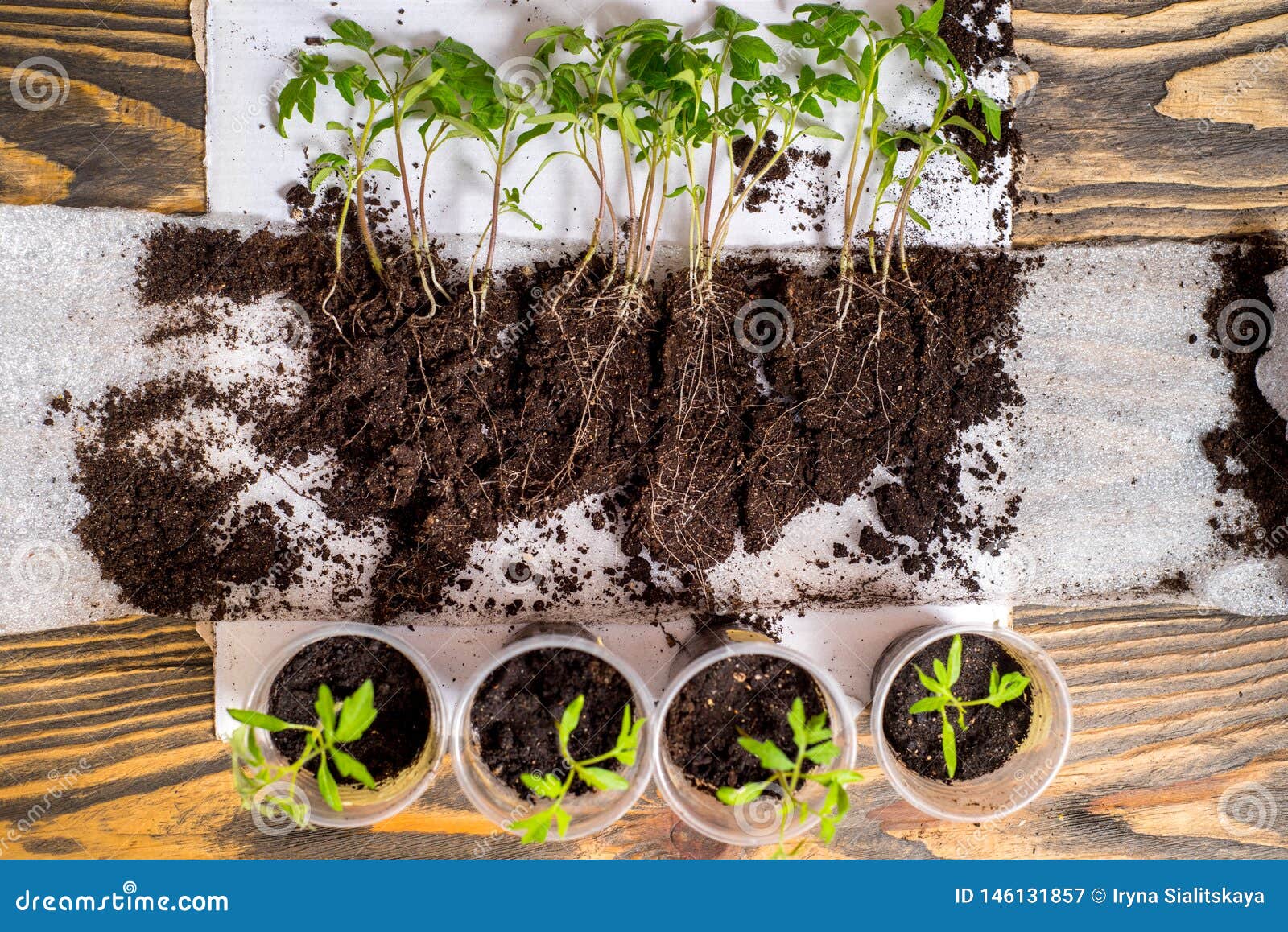 Sequence of Seed Germination on Soil, Evolution Concept Stock Image ...