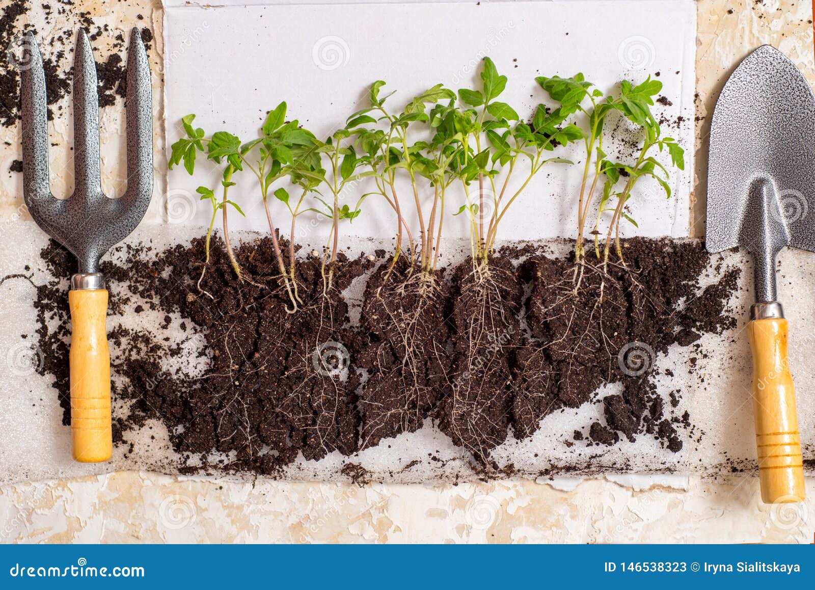 Sequence of Seed Germination on Soil, Evolution Concept Stock Image ...
