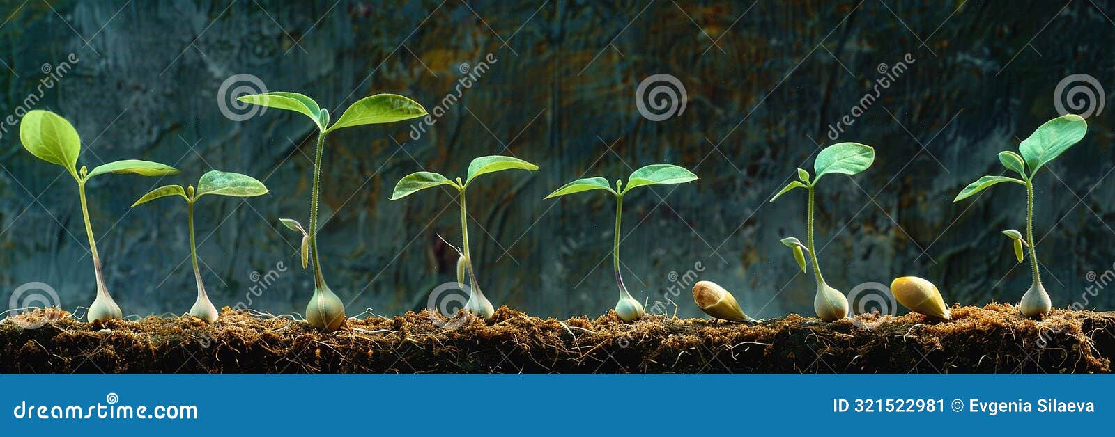 Sequence of Seed Growing in Plant in Many Stage Stock Image - Image of ...