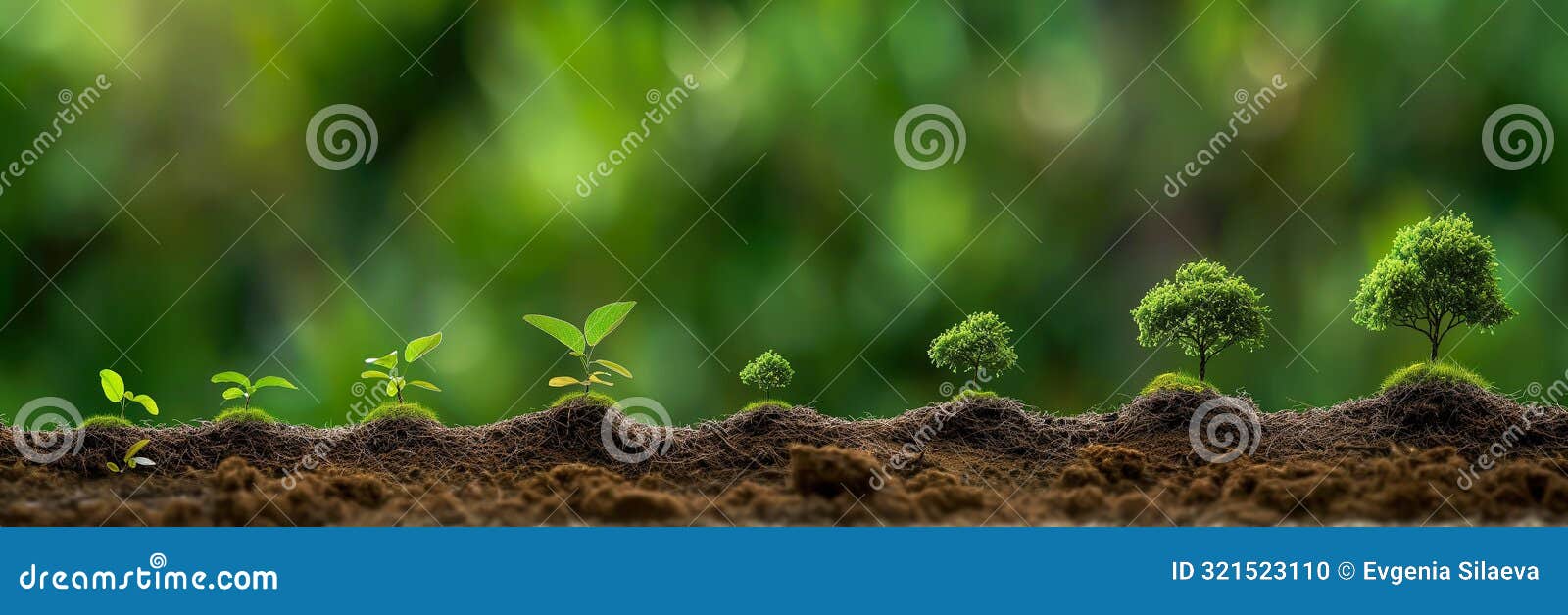 Sequence of Seed Growing in Trees in Many Stage Stock Illustration ...