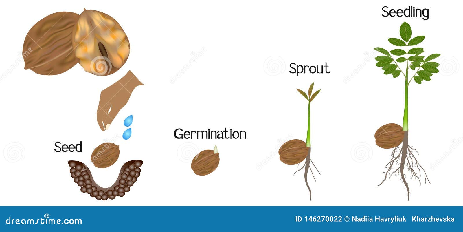Sequence of a Walnut Plant Growing Isolated on White. Stock Vector ...
