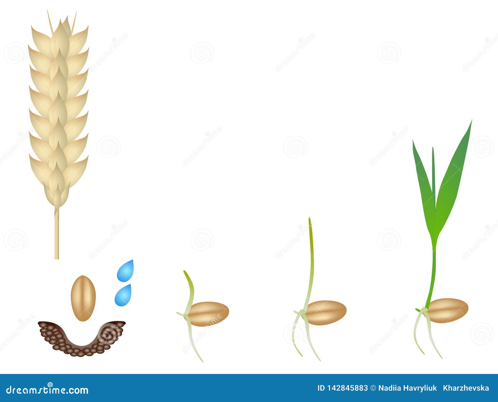 Sequence of a Wheat Plant Growing Isolated on White. Stock Vector ...