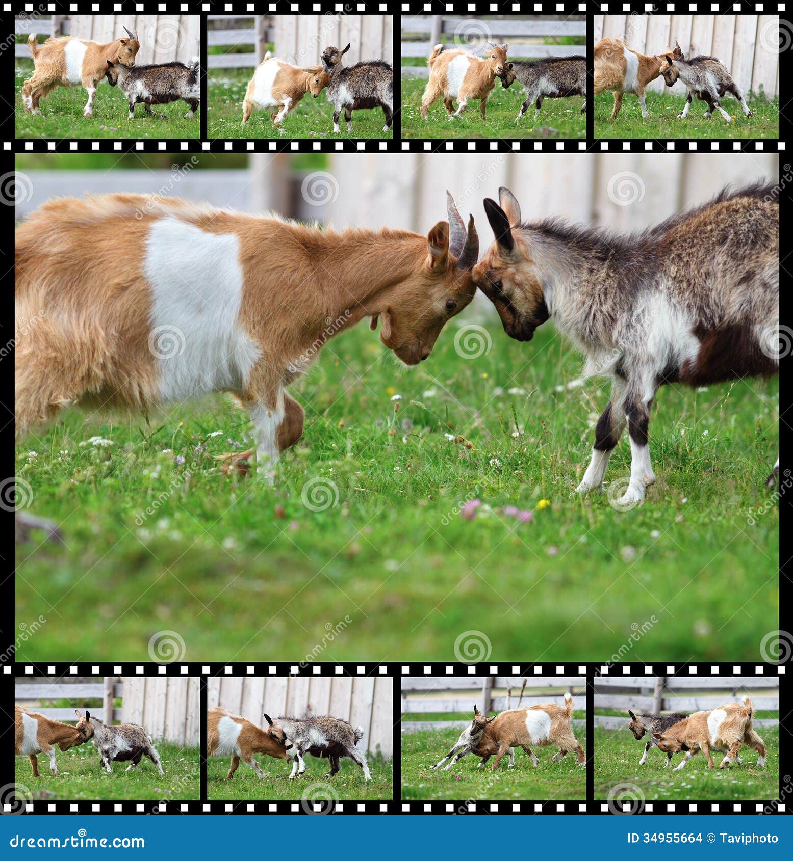 Sequences of Two Rams Fight Stock Photo - Image of film, nature: 34955664