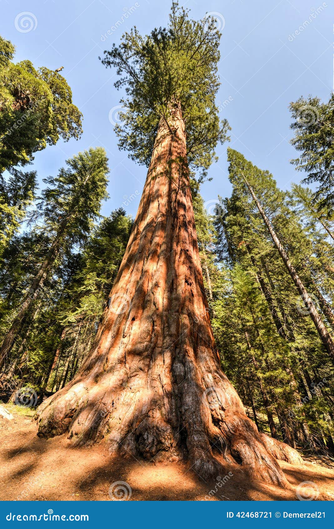 Sequioa National Park stock image. Image of majestic - 42468721