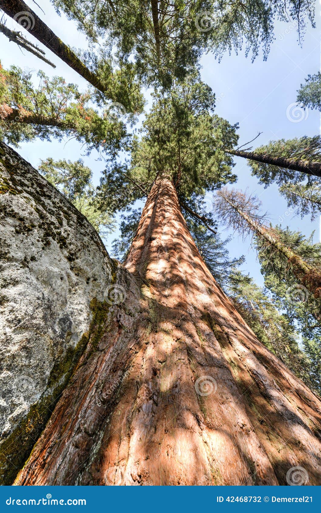 Sequioa National Park stock photo. Image of backpack - 42468732