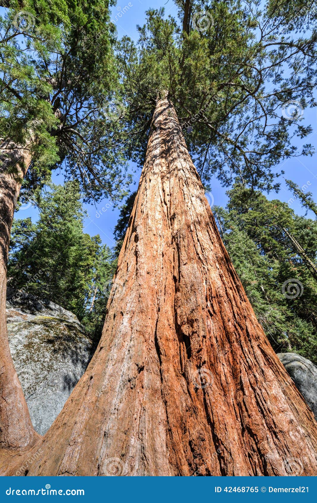 Sequioa National Park stock image. Image of forest, backcountry - 42468765