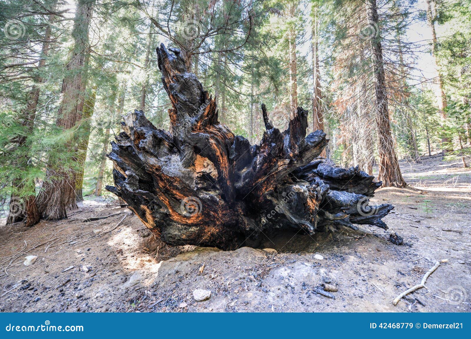 Sequioa National Park stock image. Image of evergreen - 42468779