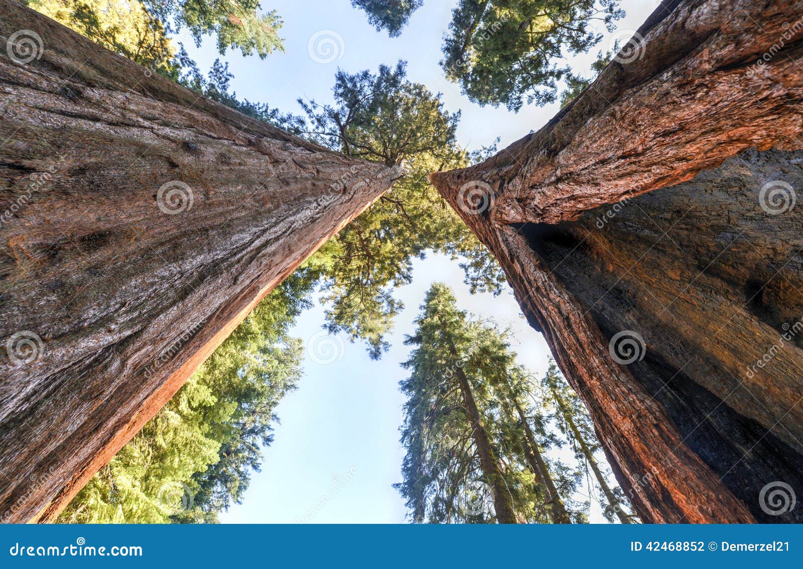 Sequioa National Park stock photo. Image of outdoors - 42468852