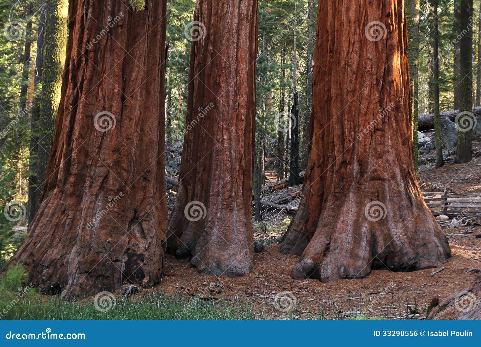 Sequoia foto de stock. Imagem de naturalizado, alto, ecologia - 33290556