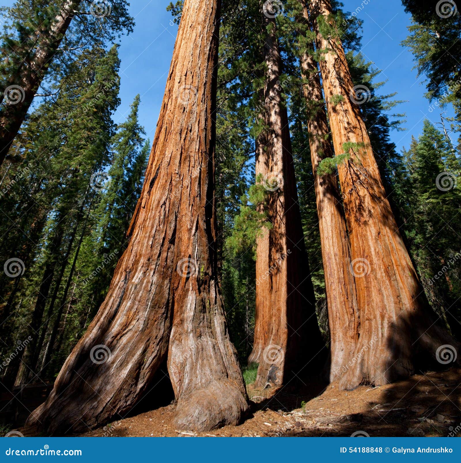 Sequoia stock photo. Image of evergreen, trees, park - 54188848