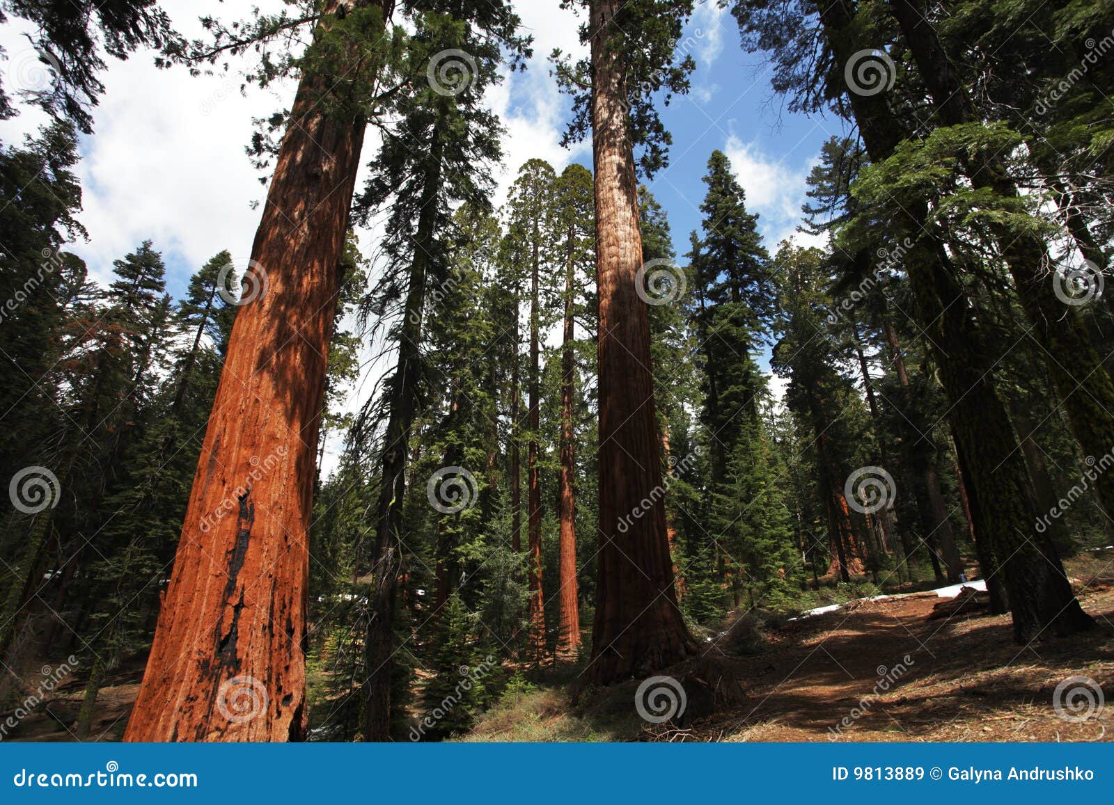 Sequoia stock image. Image of massive, california, landscape - 9813889