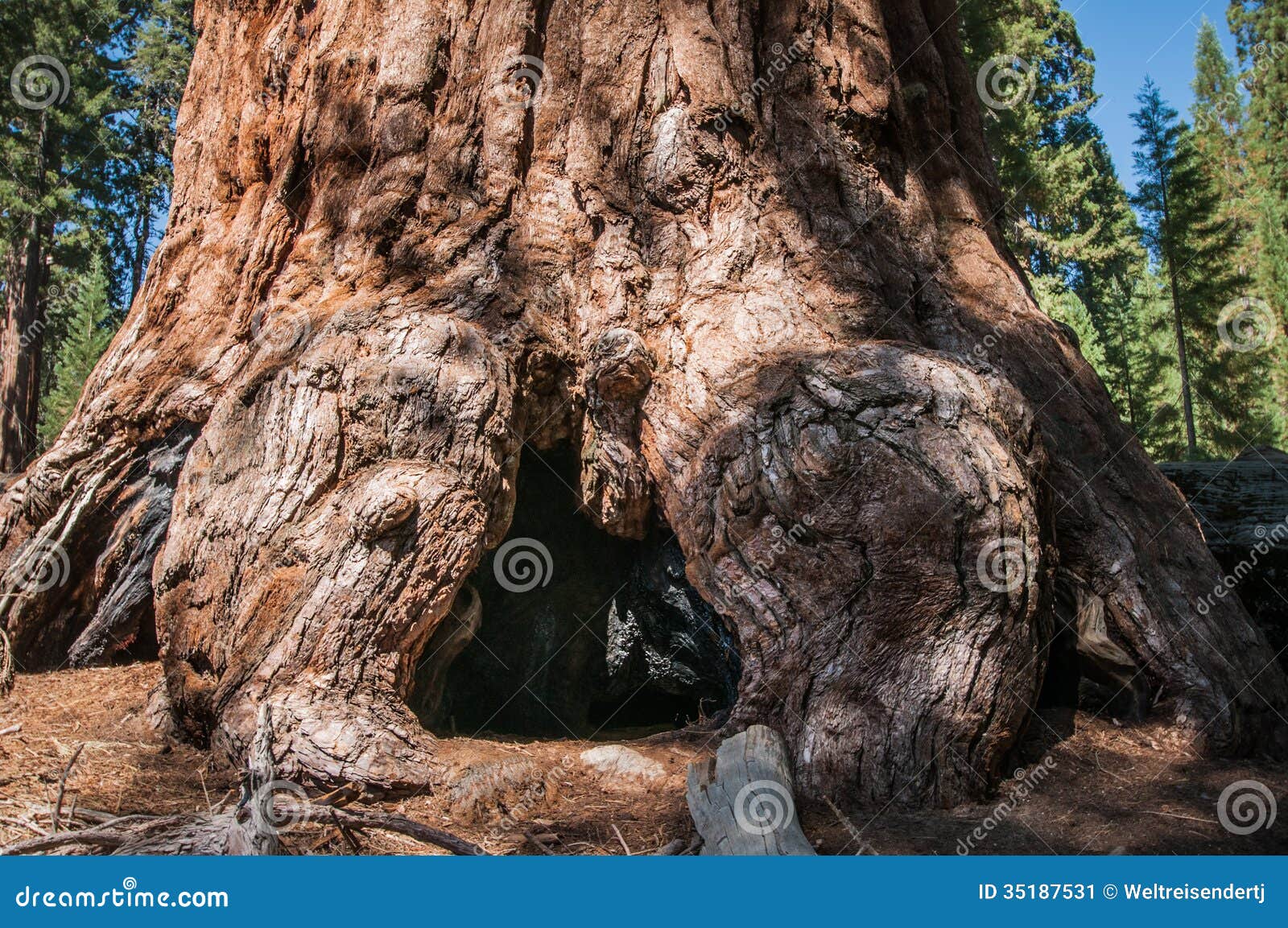 Sequoia bole root stock image. Image of sequoias, enormous - 35187531