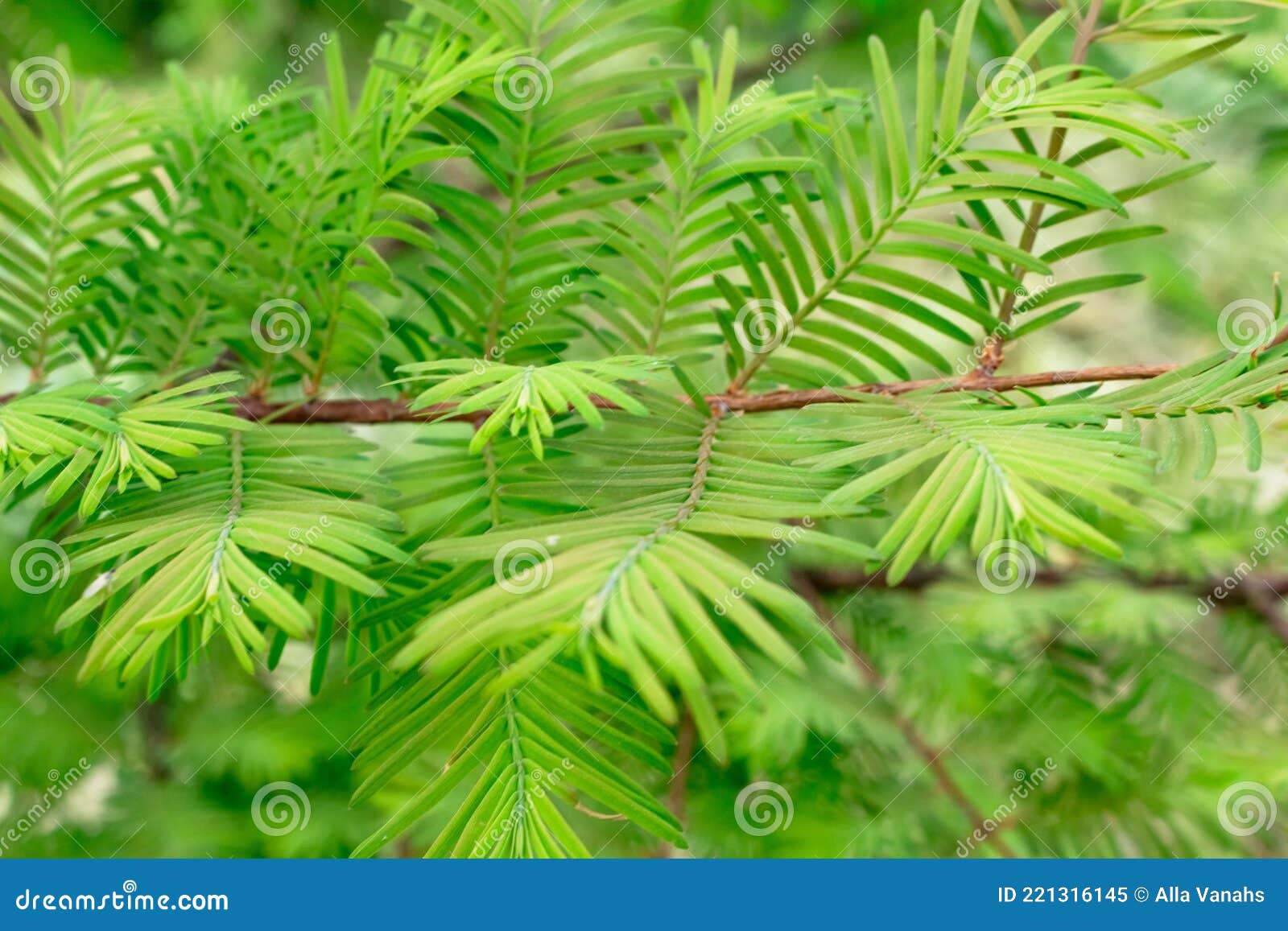 Sequoia branches stock image. Image of pattern, ecology - 221316145