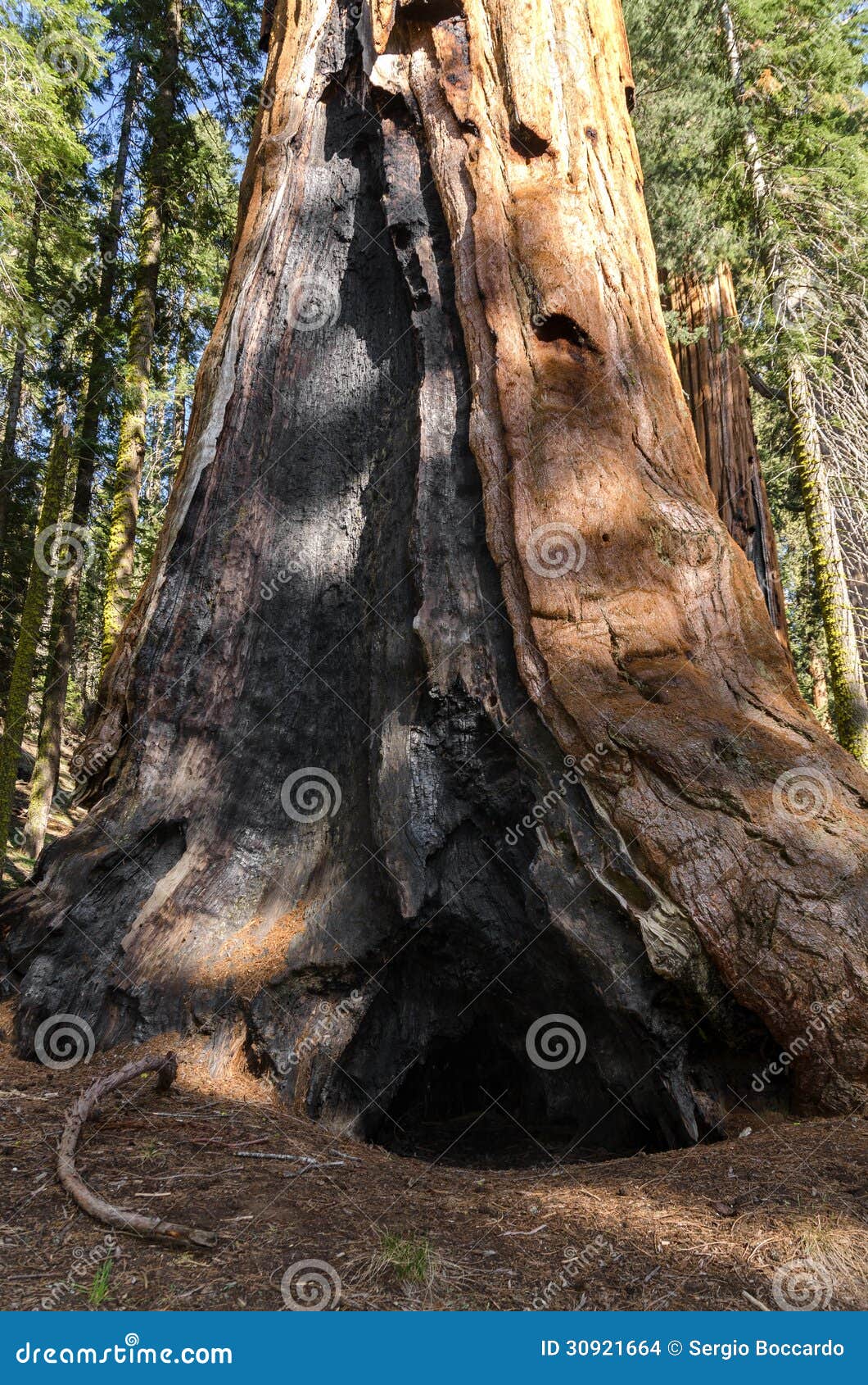 Sequoia burned stock photo. Image of vegetation, tourism - 30921664