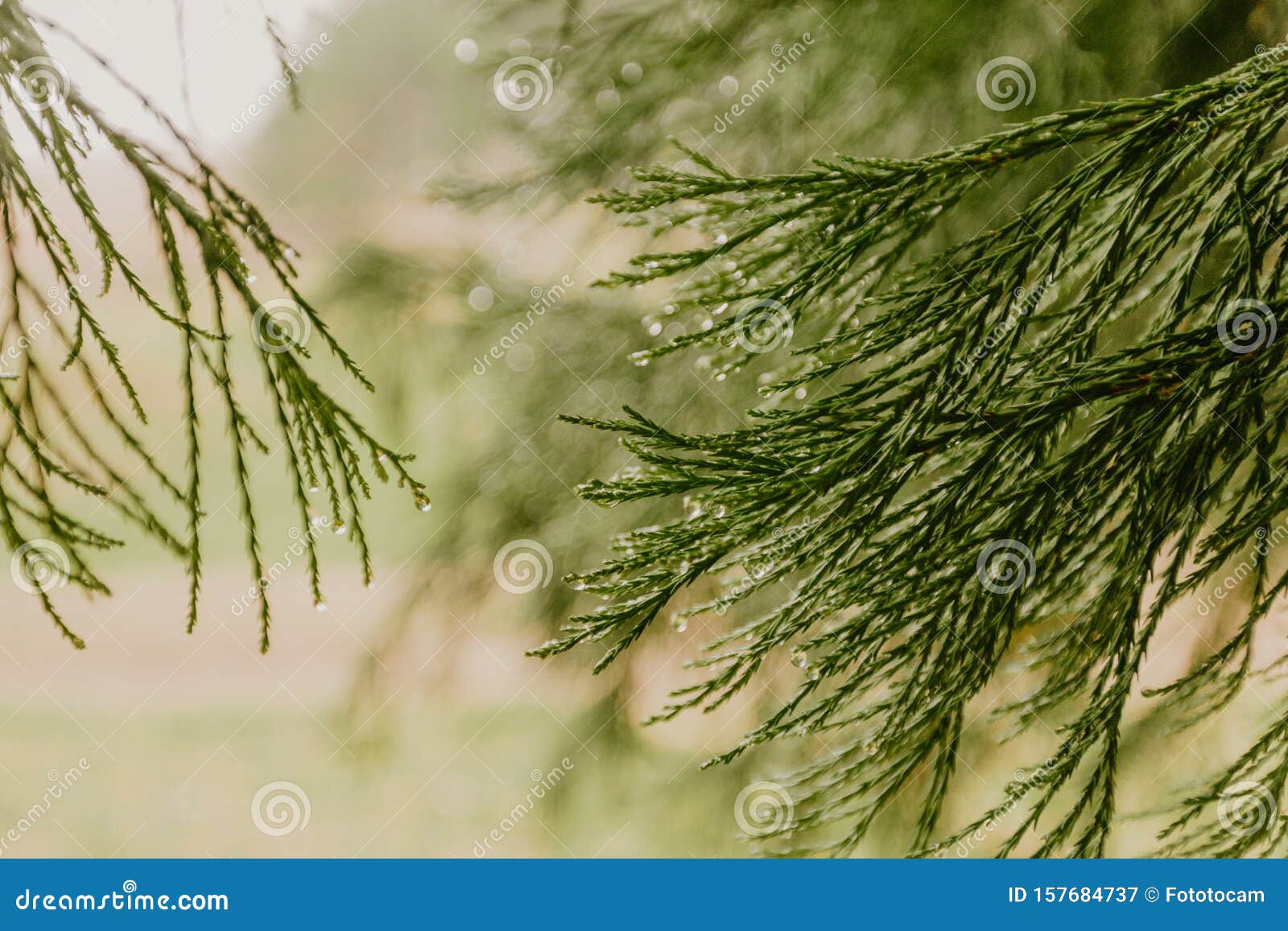 Sequoia Crown in Raining Day with Drops of Water Stock Image - Image of ...