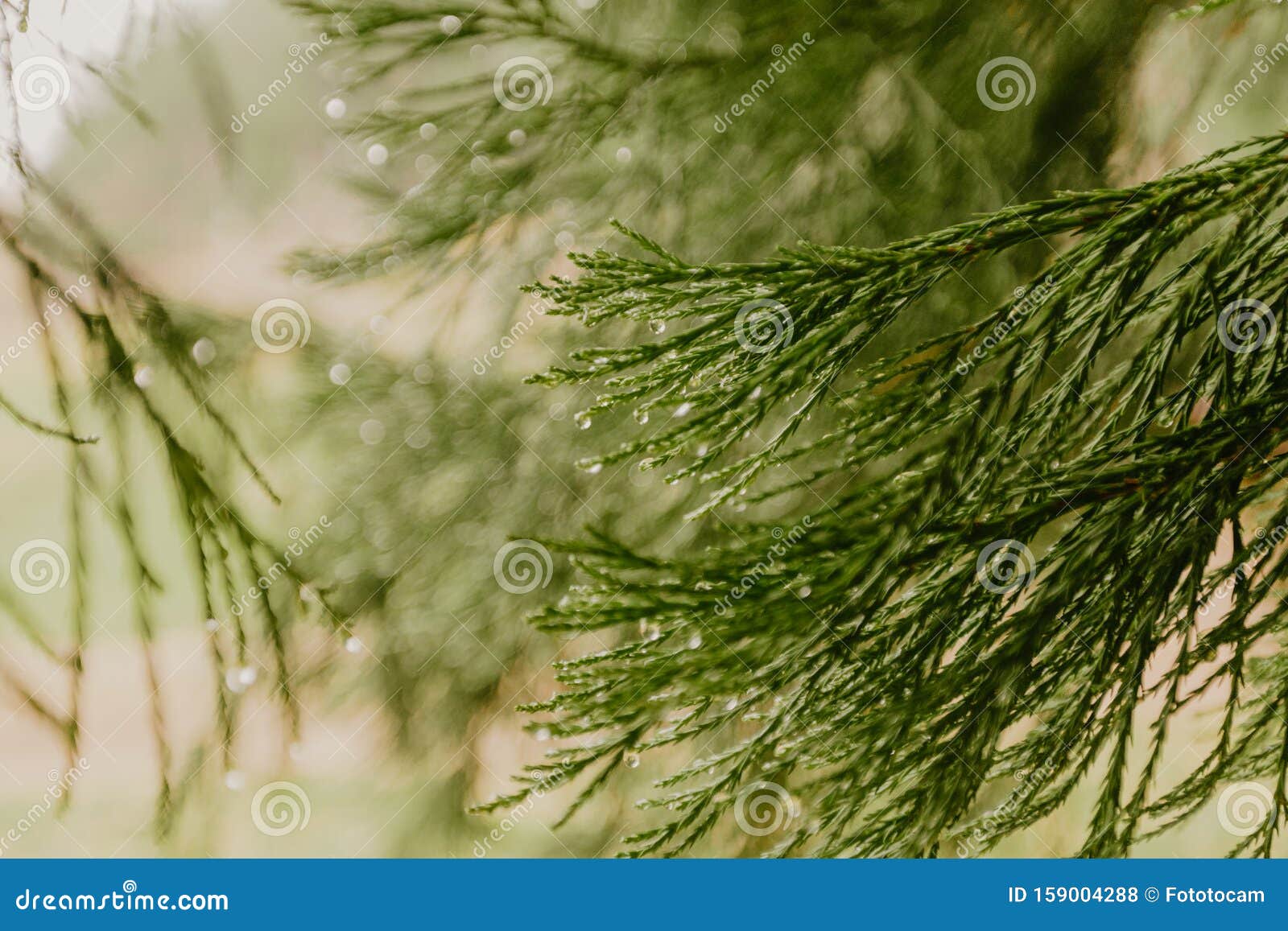Sequoia Crown in Raining Day with Drops of Water Stock Photo - Image of ...