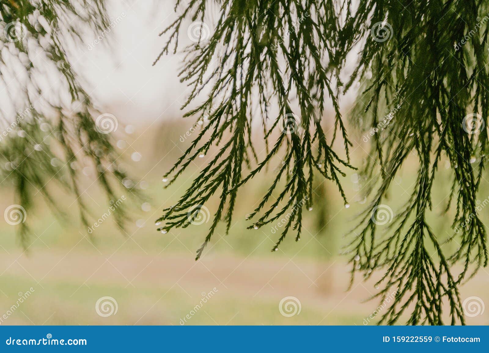 Sequoia Crown in Raining Day with Drops of Water Stock Image - Image of ...