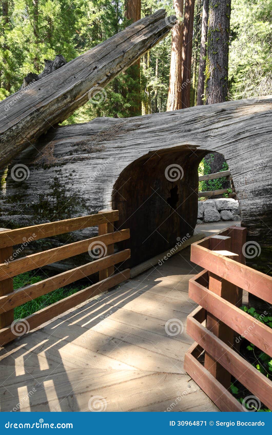 Through sequoia fall stock image. Image of colors, sequoia - 30964871