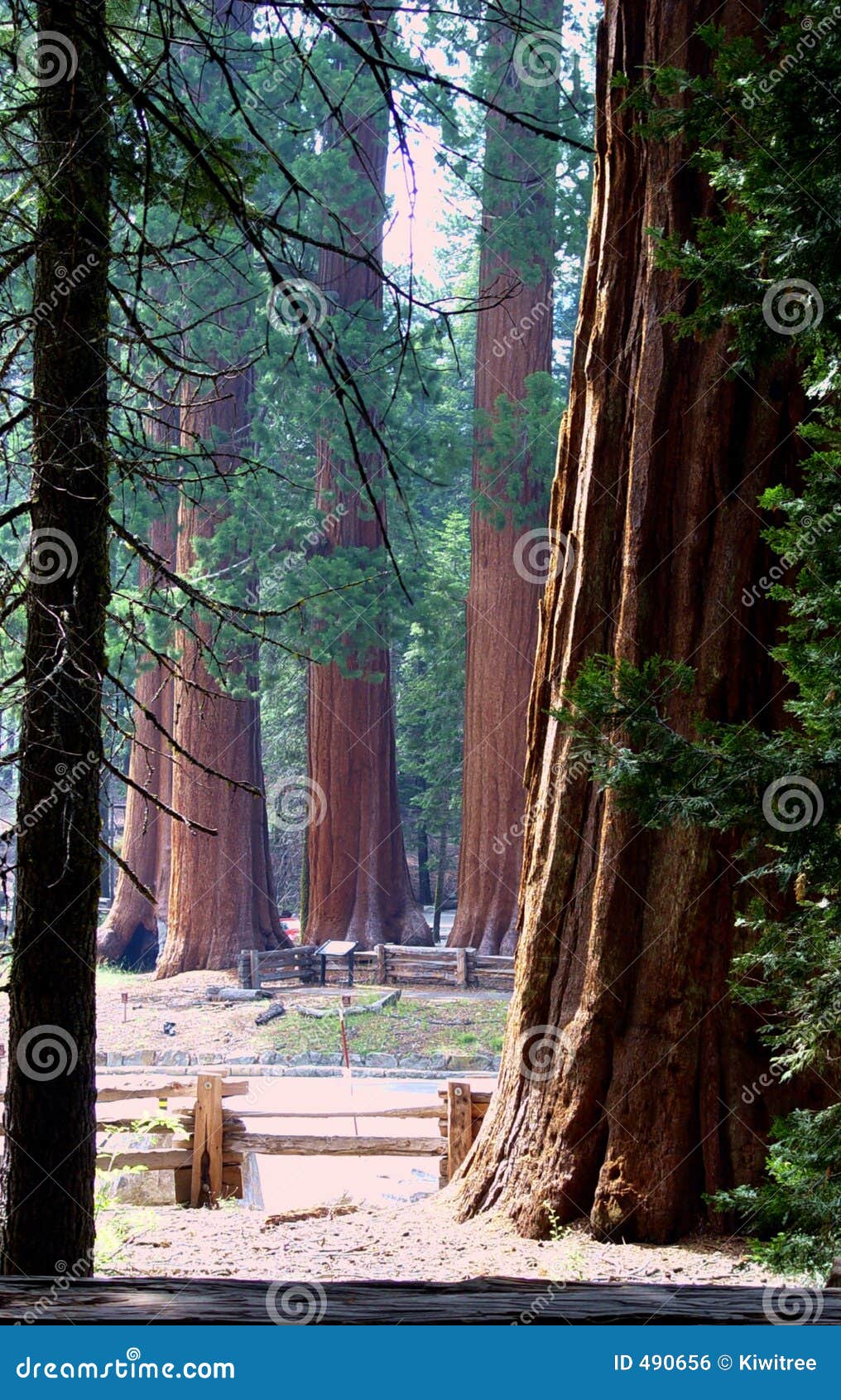 Sequoia Forest stock photo. Image of park, national, wood - 490656