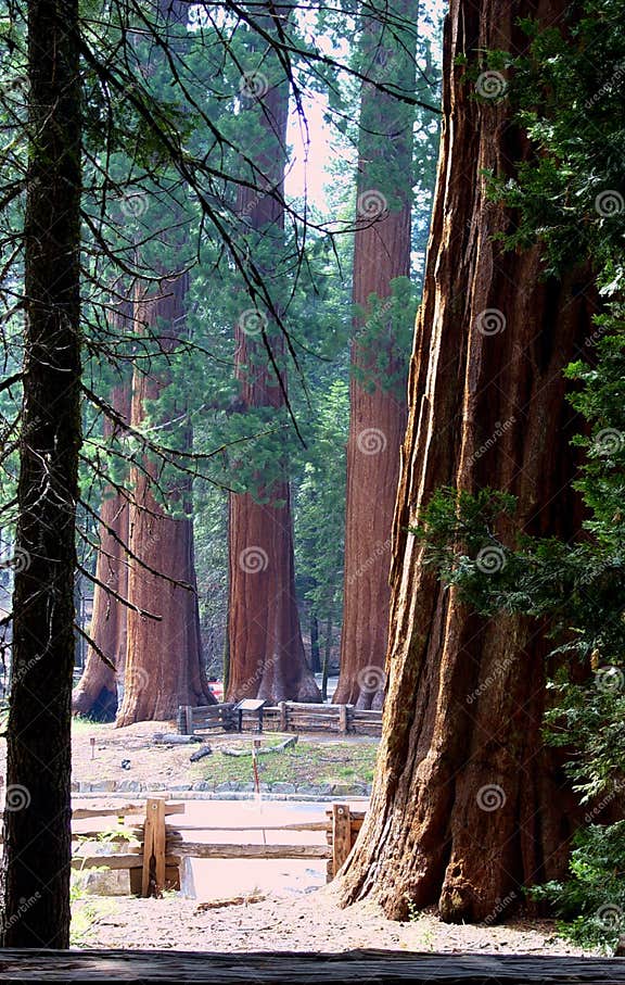 Sequoia Forest stock photo. Image of park, national, wood - 490656