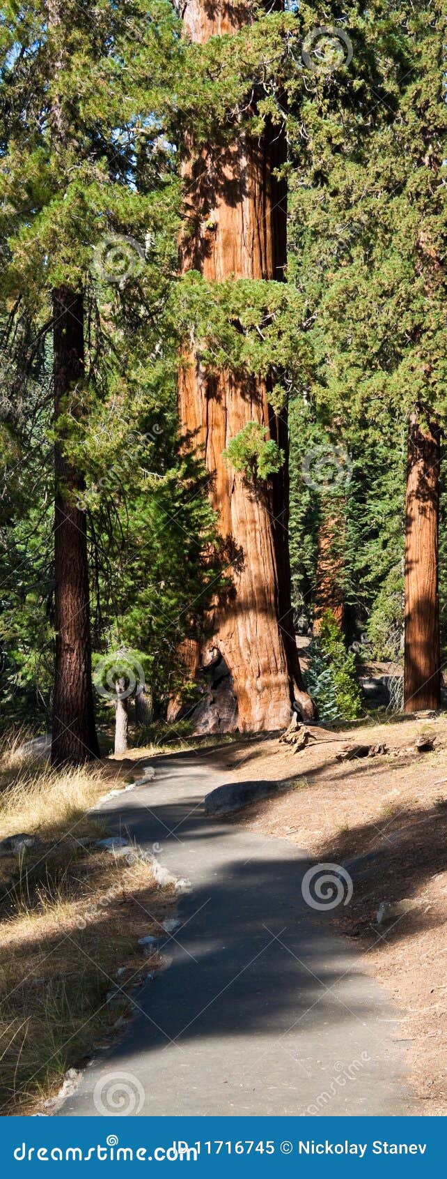 Sequoia Forest Path stock image. Image of forest, sempervirens - 11716745