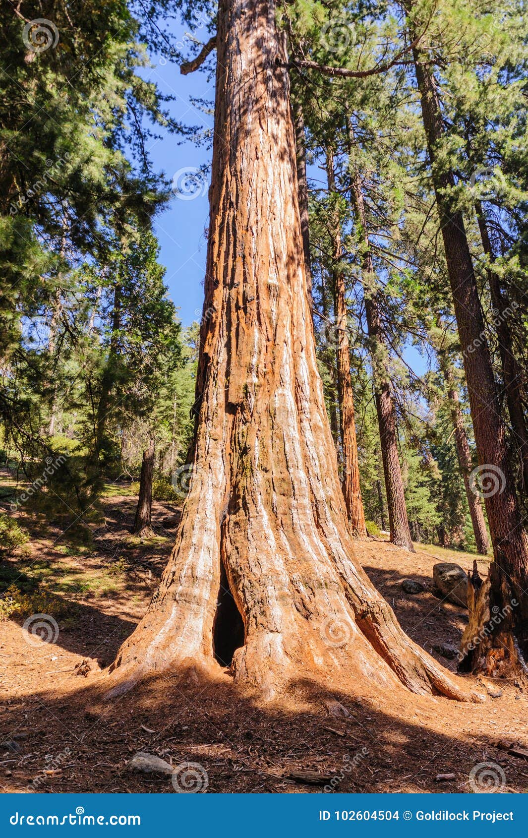 Sequoia Gigante Em Grant Grove Foto de Stock - Imagem de casca, curso ...