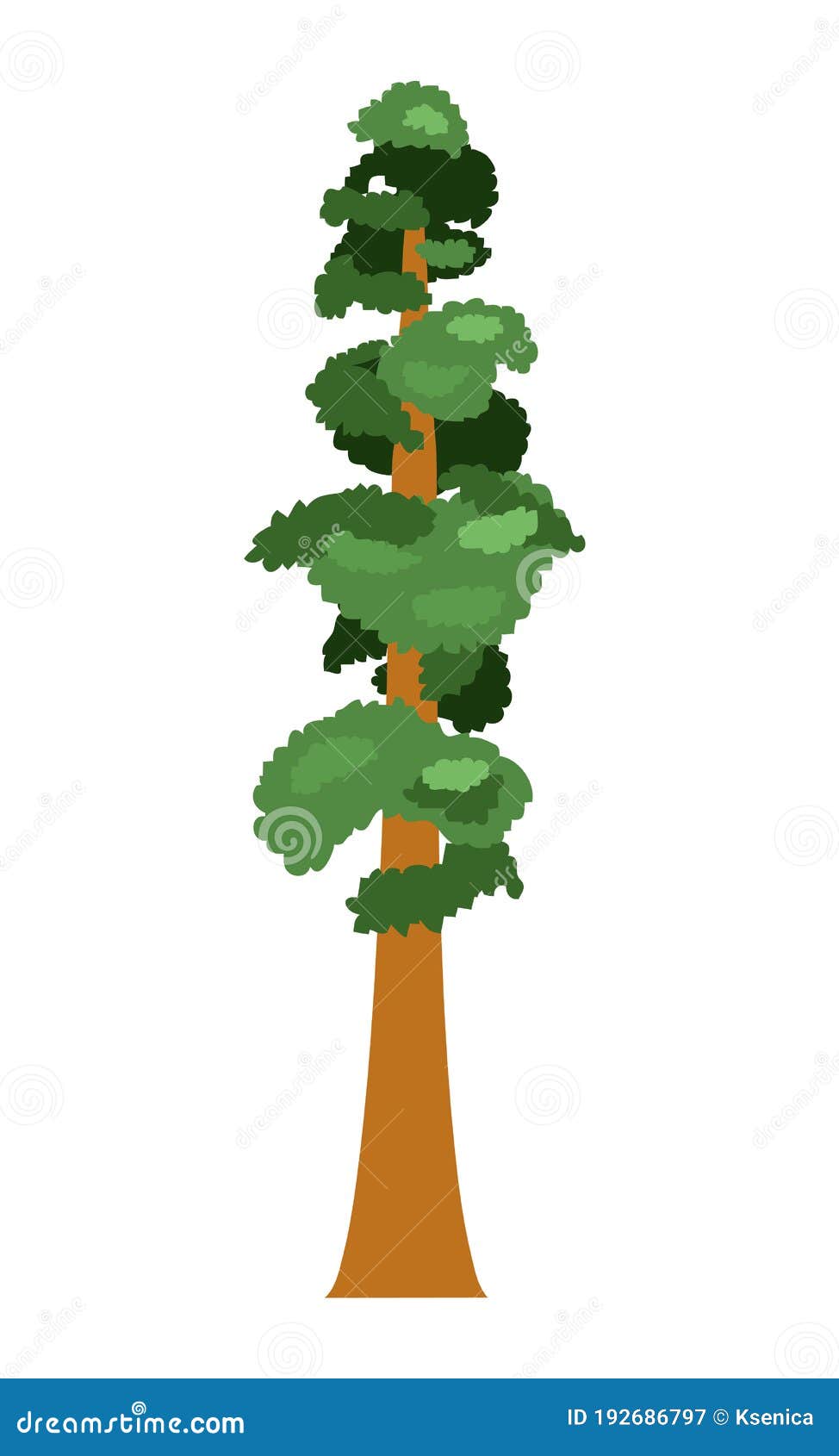Sequoia. Isolated Tree On A White Background Cartoon Vector ...