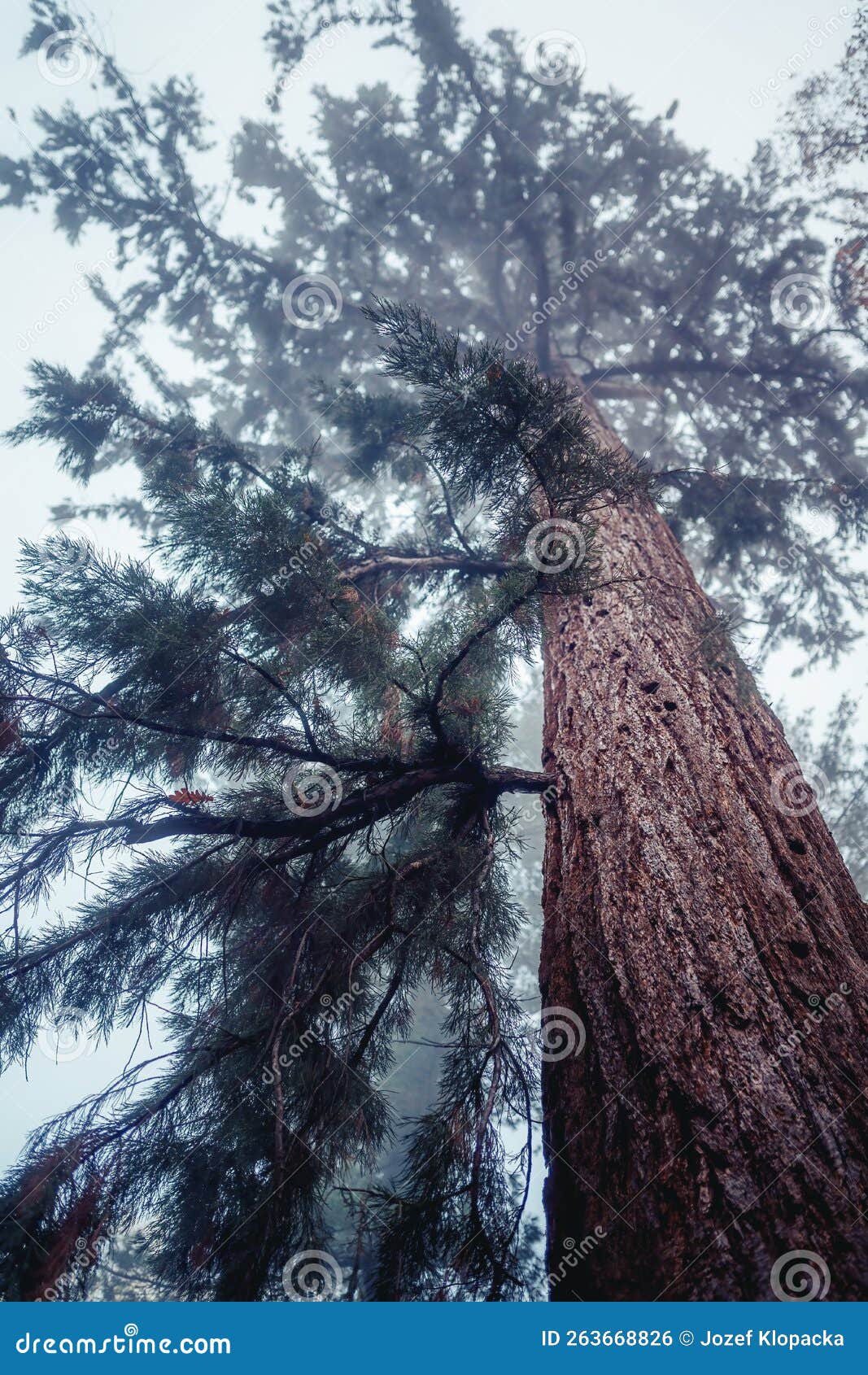Sequoia in the Morning Mist. Stock Photo - Image of plant, green: 263668826