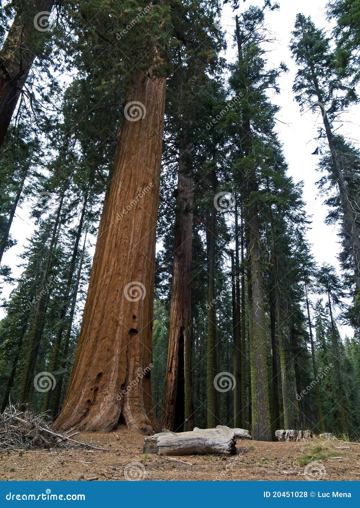 Sequoia national forest stock photo. Image of redwood - 20451028