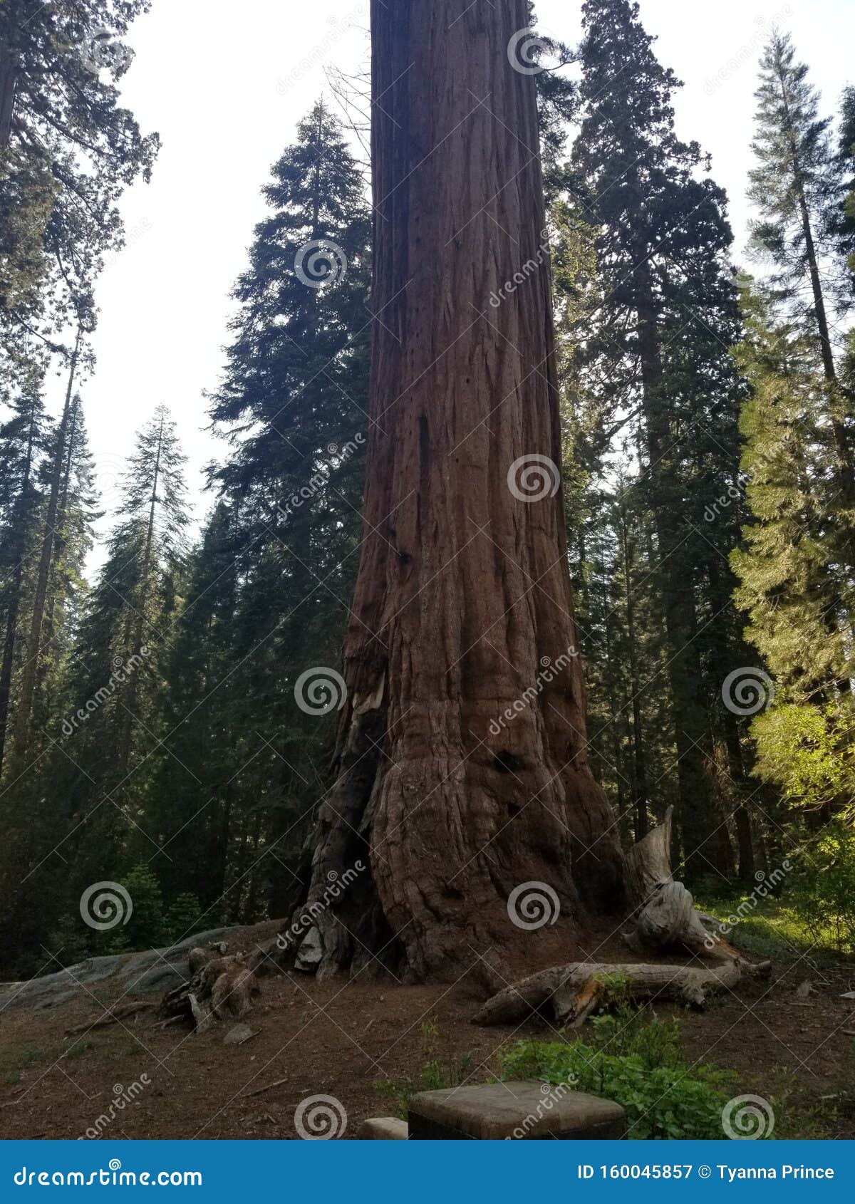 Sequoia National forest stock image. Image of national - 160045857