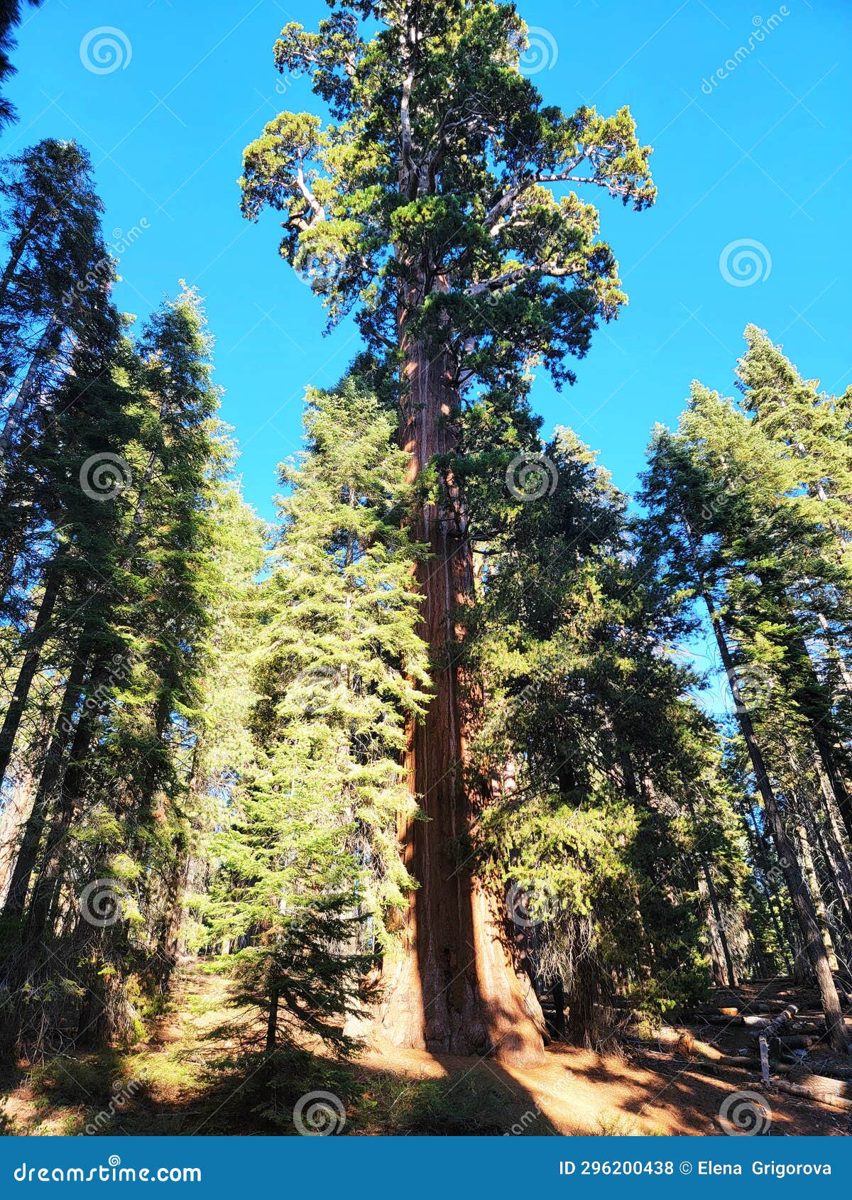 Sequoia National Park, California. the Sequoia Tree Stock Photo - Image ...