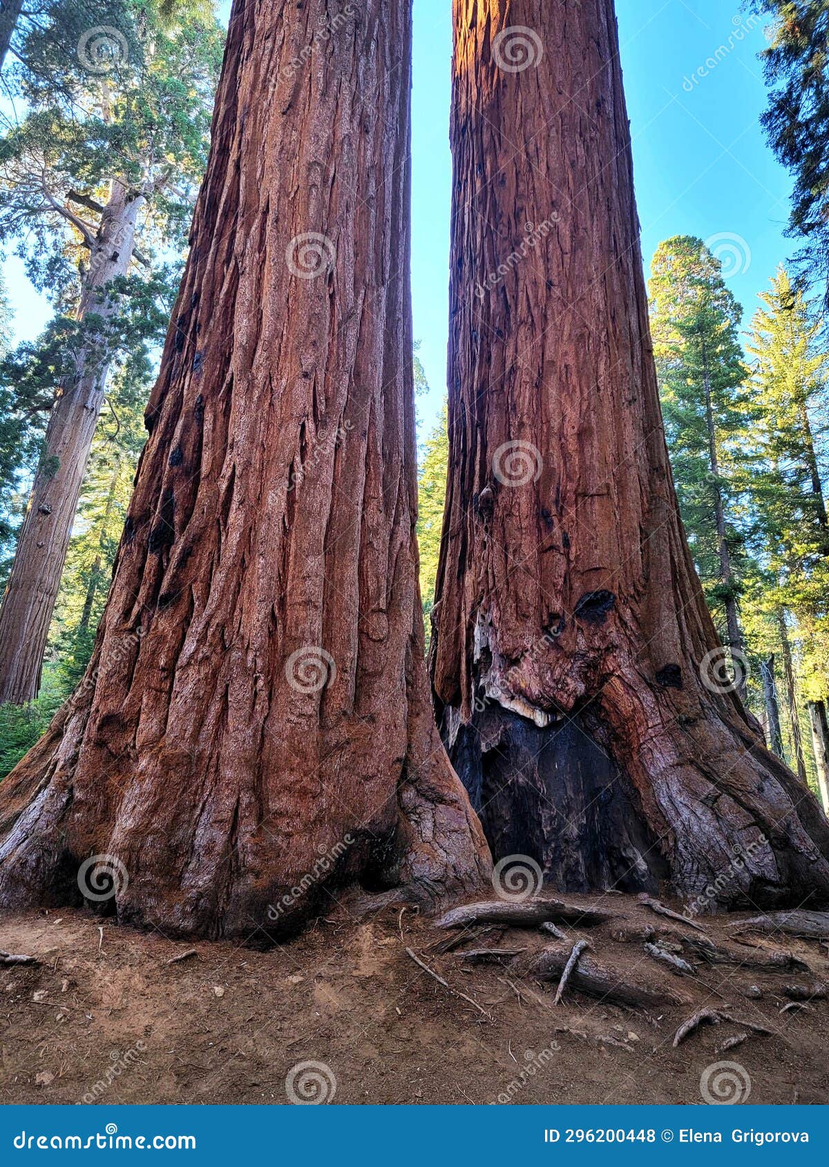 Sequoia National Park, California. the Sequoia Tree Stock Photo - Image ...