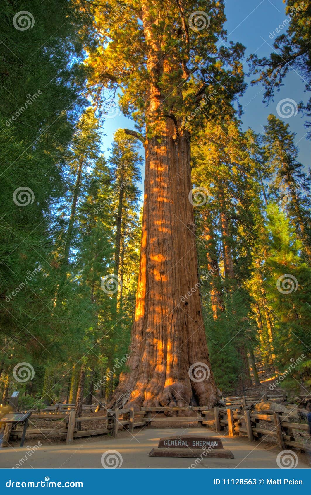 Sequoia National Park, California, USA Stock Image - Image of sequoia ...