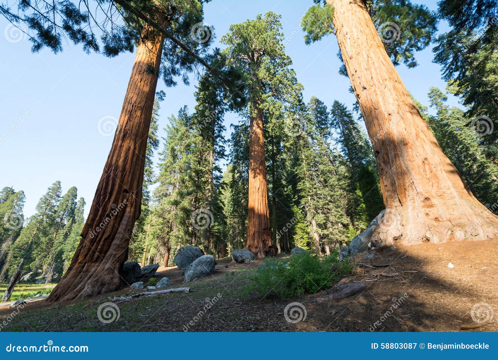 Sequoia National Park, California, USA Stock Image - Image of highway ...