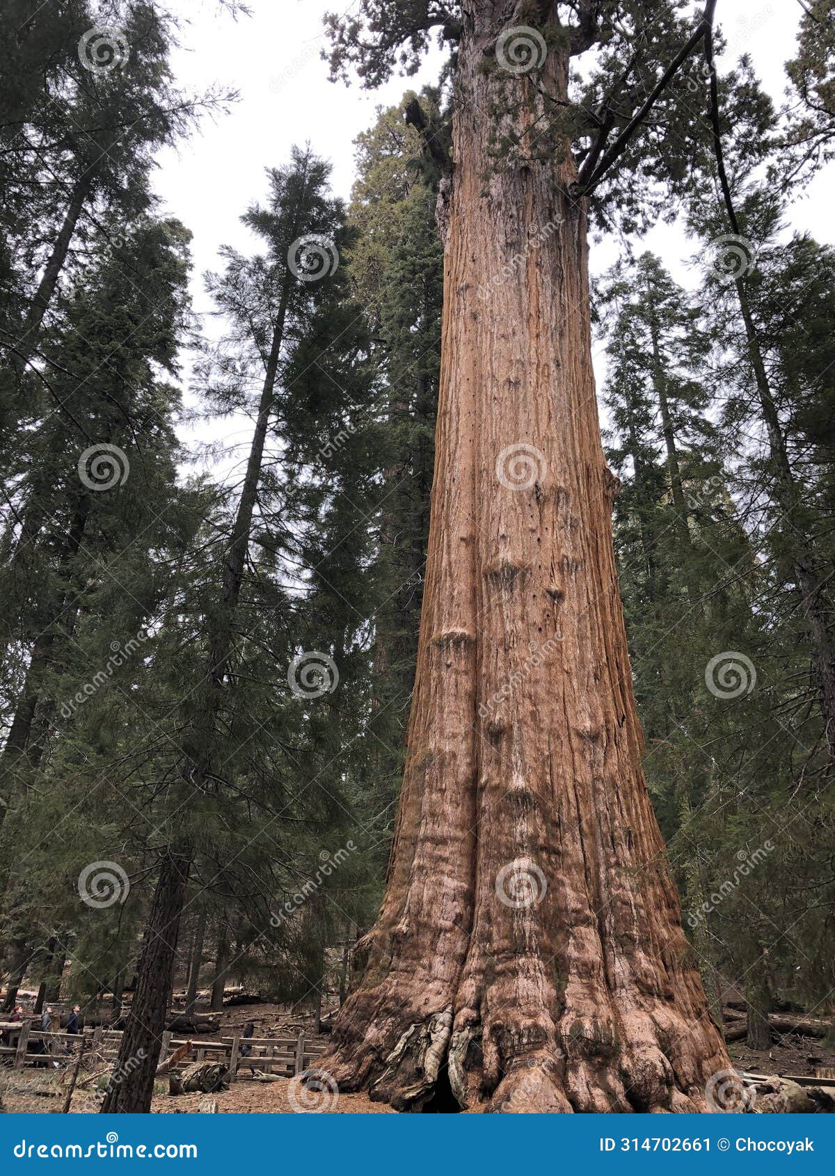 Sequoia National Park Large Redwood Tree Trunk and Forest Floor. Stock ...