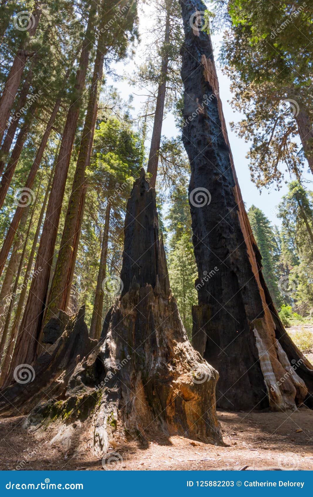Sequoia in Sequoia National Park Stock Image - Image of outdoor, leaves ...