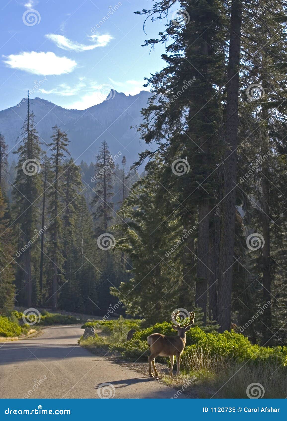 Sequoia National Park Scene Stock Image - Image of outdoors, scenic ...