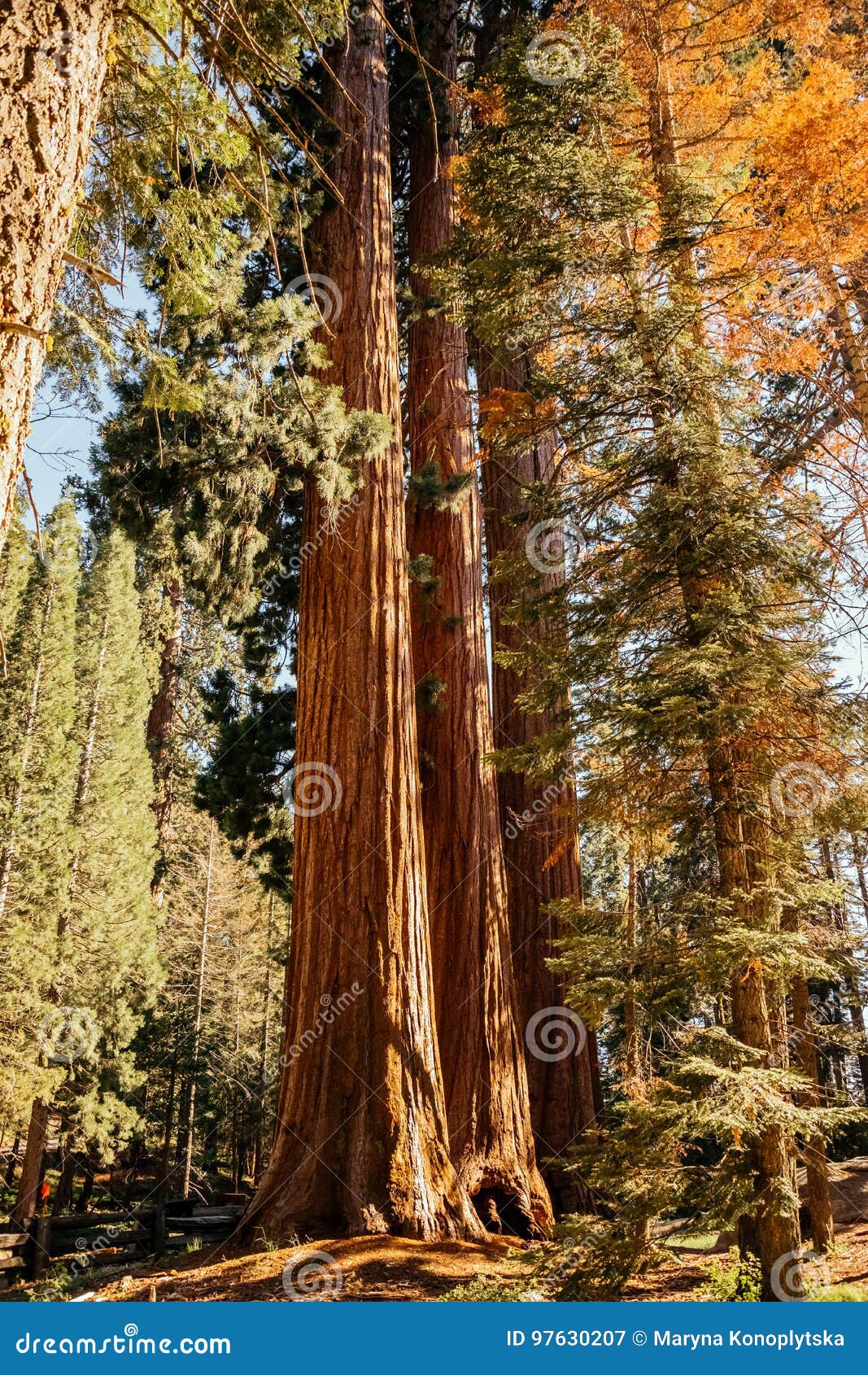 Sequoia Op De Rand Van Het Bos in Het Sequoia Nationale Park Stock ...
