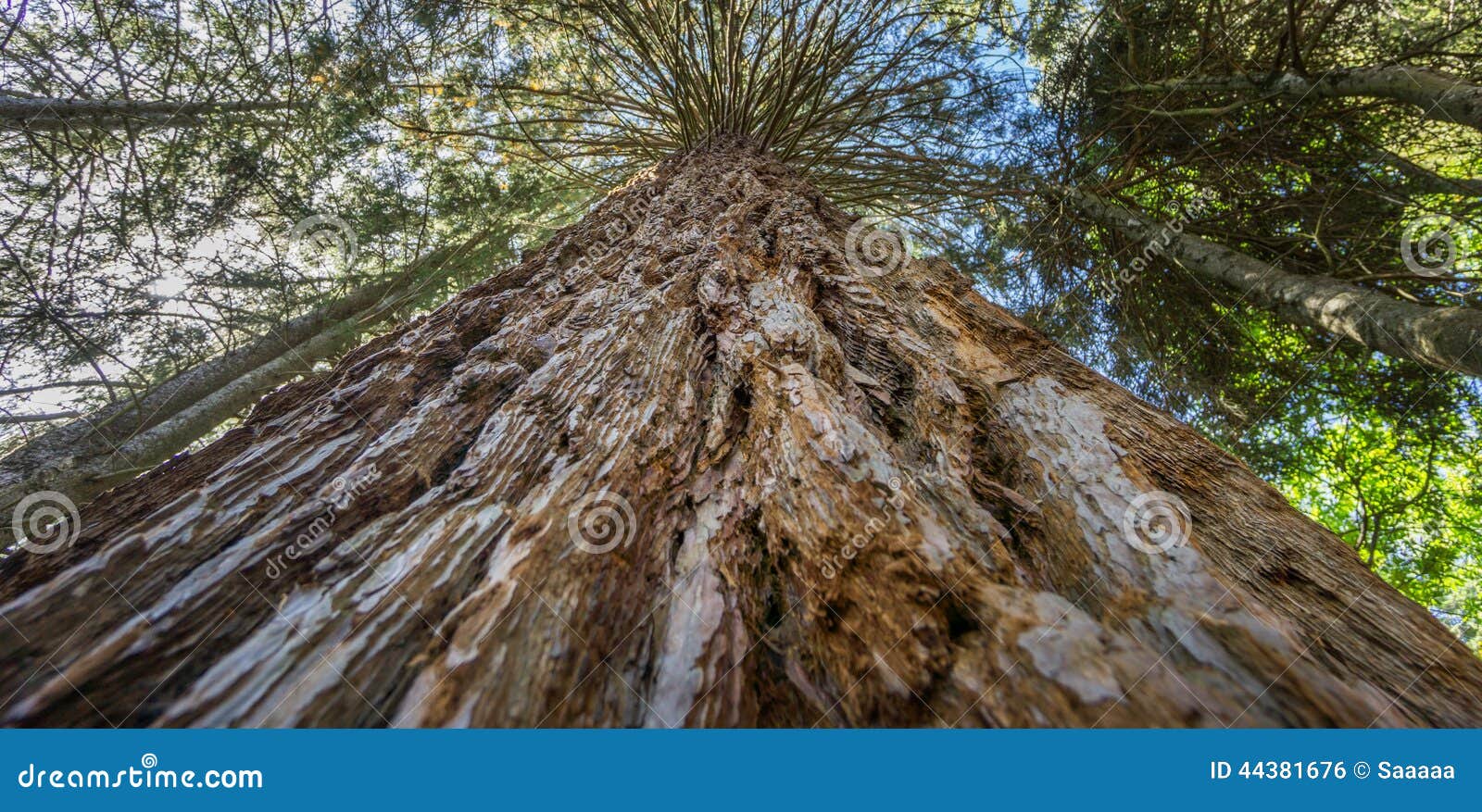 Sequoia stock photo. Image of redwood, tree, evergreen - 44381676