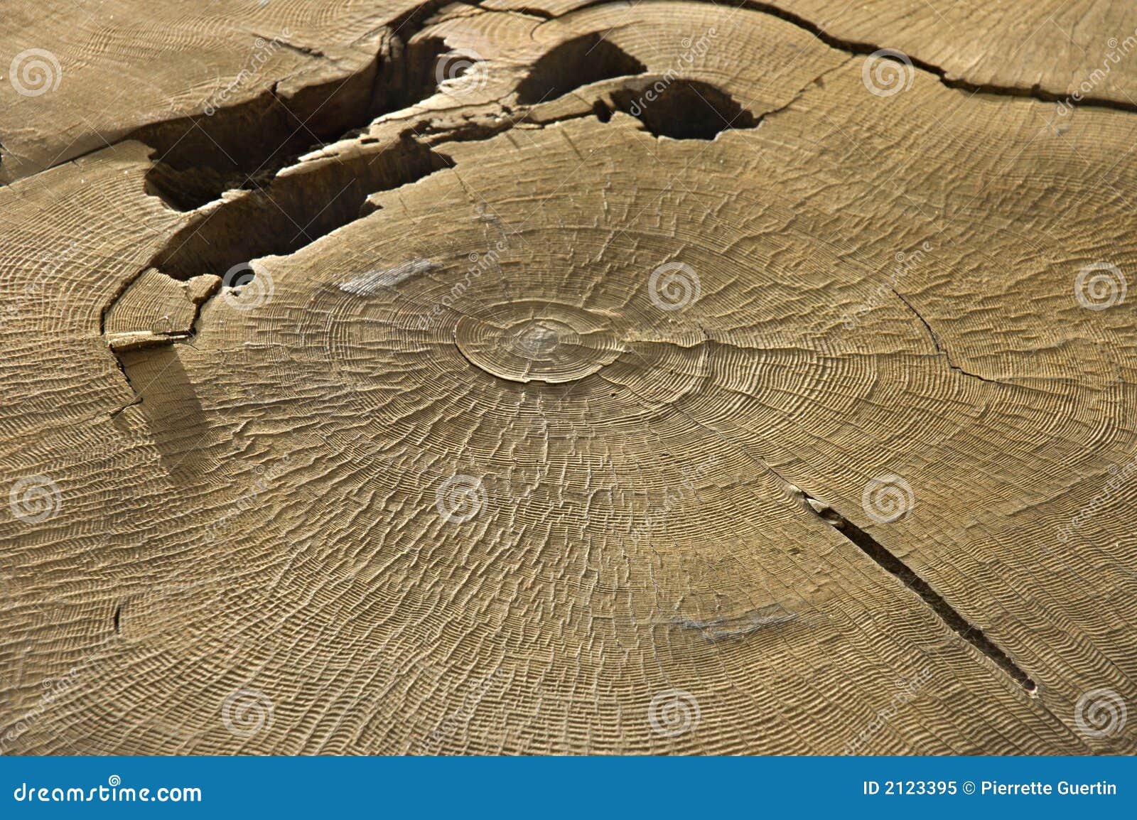 Sequoia rings stock image. Image of visible, slice, sequoia - 2123395