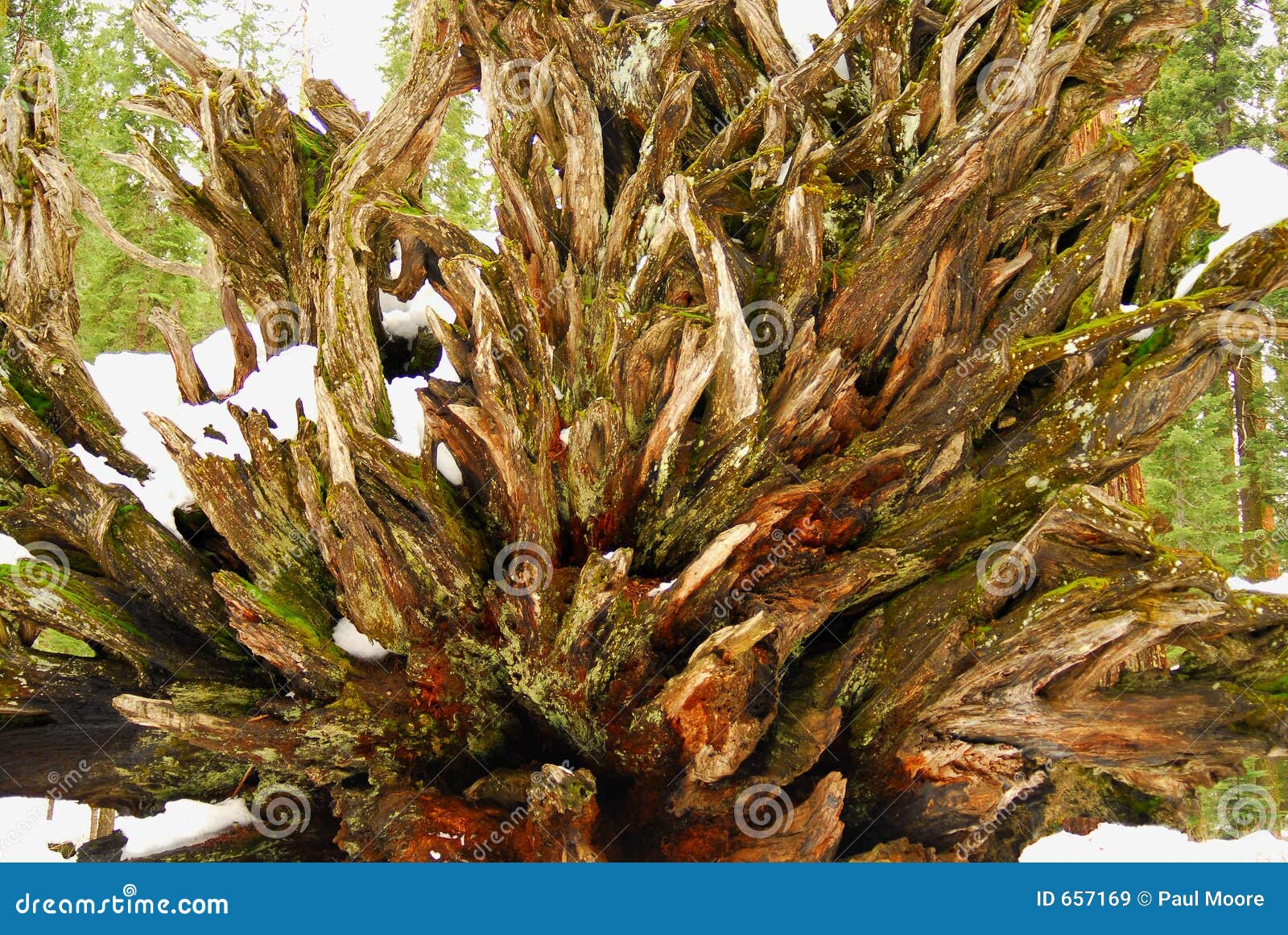 Sequoia Root. Wood Texture. Mahogany Root Texture. High Resolution ...